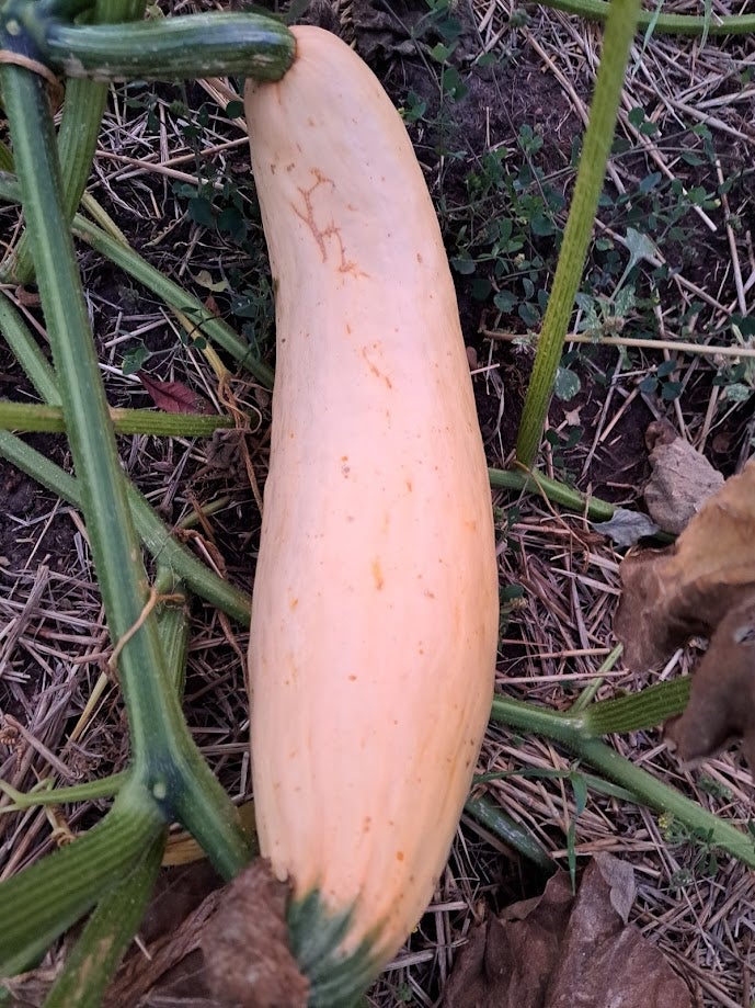Squash - Georgia Candy Roaster | CoCreative Seeds